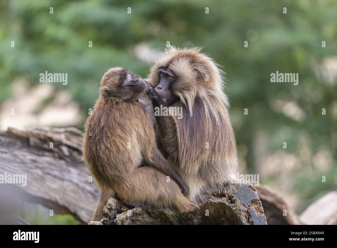 One adult male and one adult female Gelada (Theropithecus gelada), or ...
