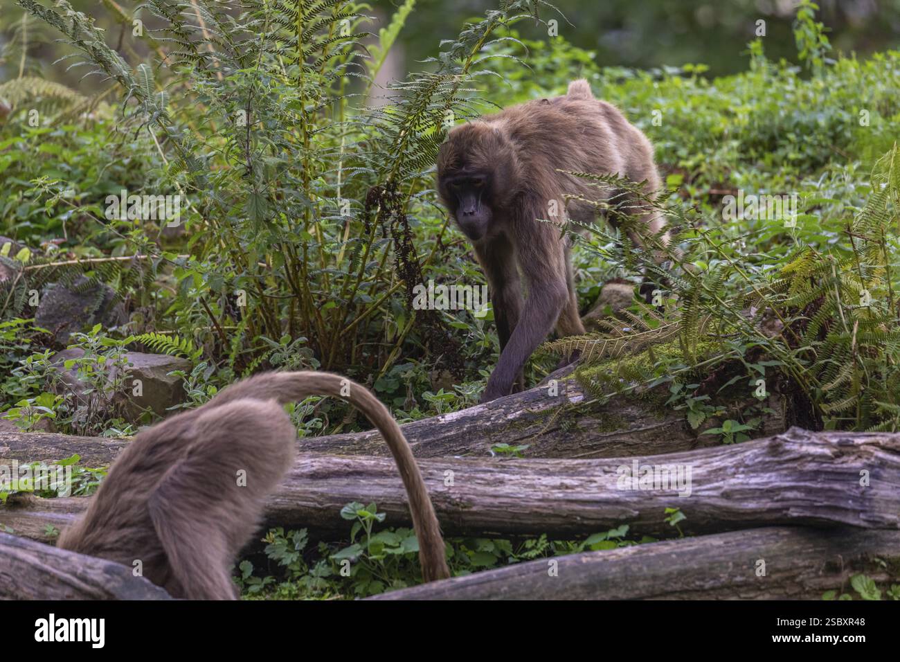 One female Gelada (Theropithecus gelada), or bleeding-heart monkey ...
