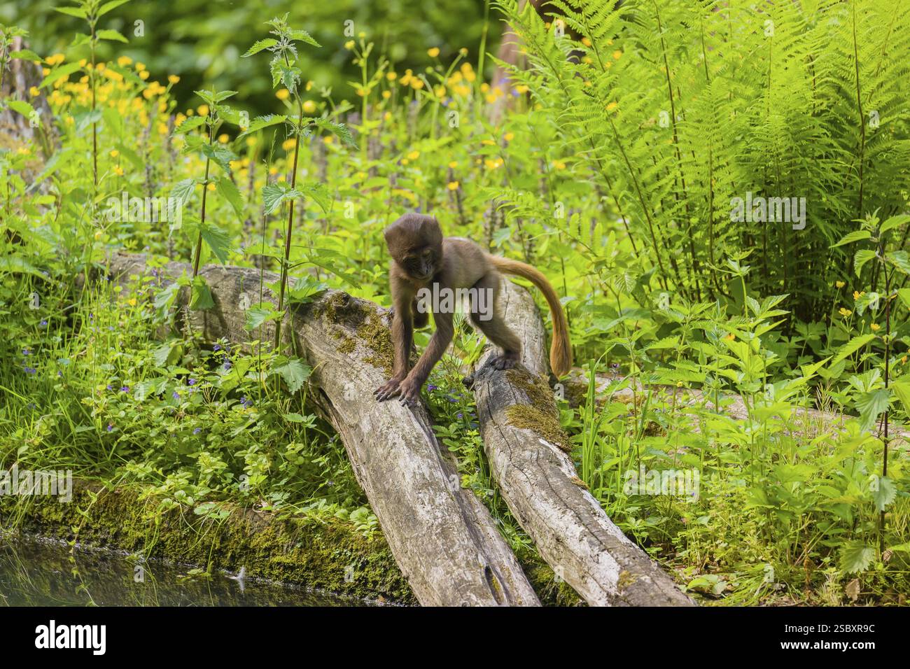 A young Gelada (Theropithecus gelada), or bleeding-heart monkey walks ...