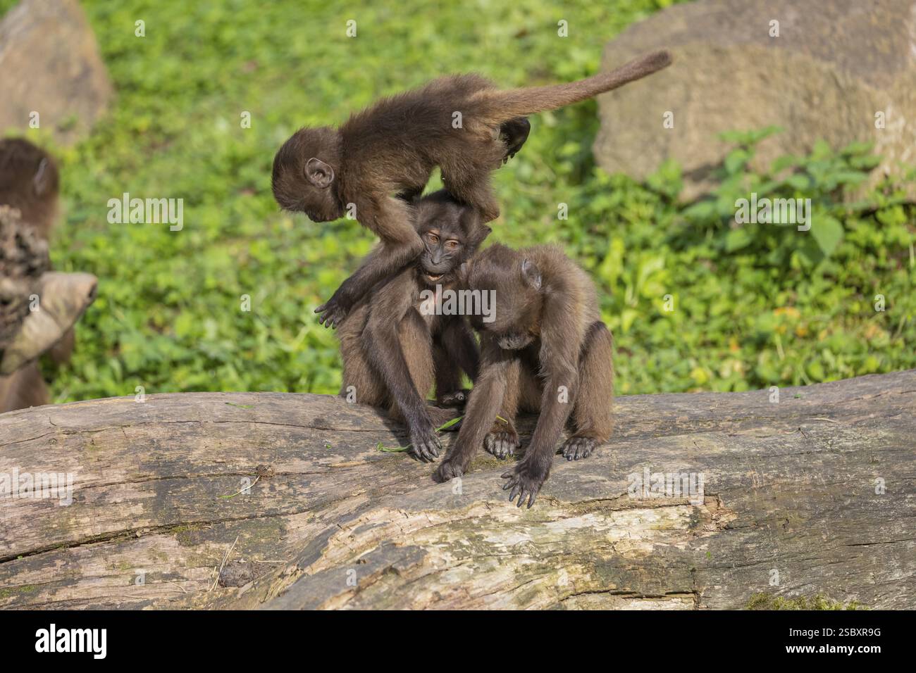 Three baby Gelada (Theropithecus gelada), or bleeding-heart monkey ...