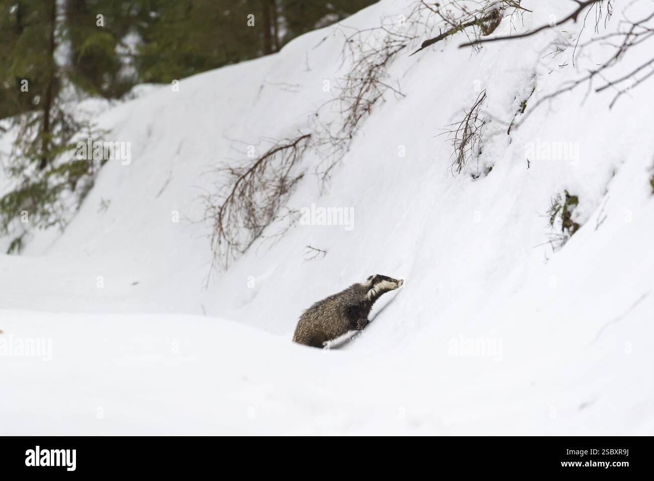One young European badger (Meles meles) walking through a ravine in ...
