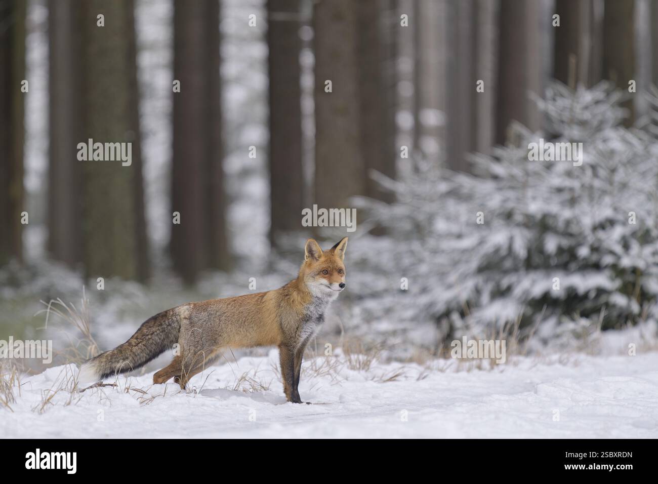 Red fox (Vulpes vulpes), foraging in a forest and snowy landscape, biosphere reserve, Swabian ...