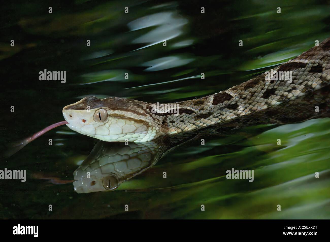 Fer de Lance (Bothrops lanceolatus) swimming, Costa Rica, Central ...