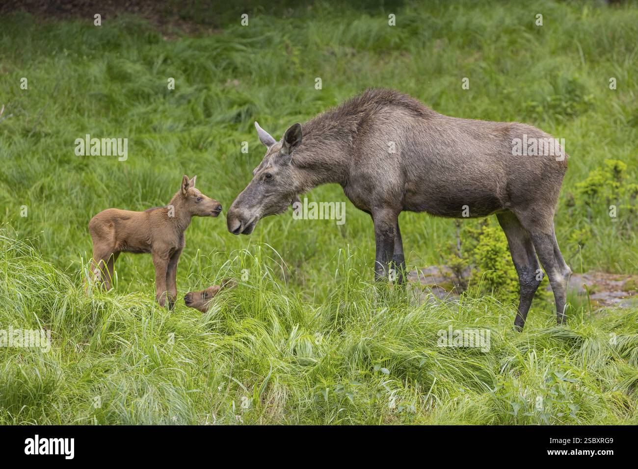 One adult female moose or elk, Alces alces, with two baby moose (19 ...