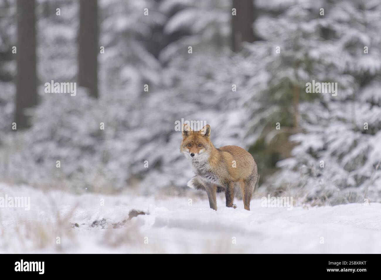 Red fox (Vulpes vulpes), foraging in a forest and snowy landscape, biosphere reserve, Swabian ...