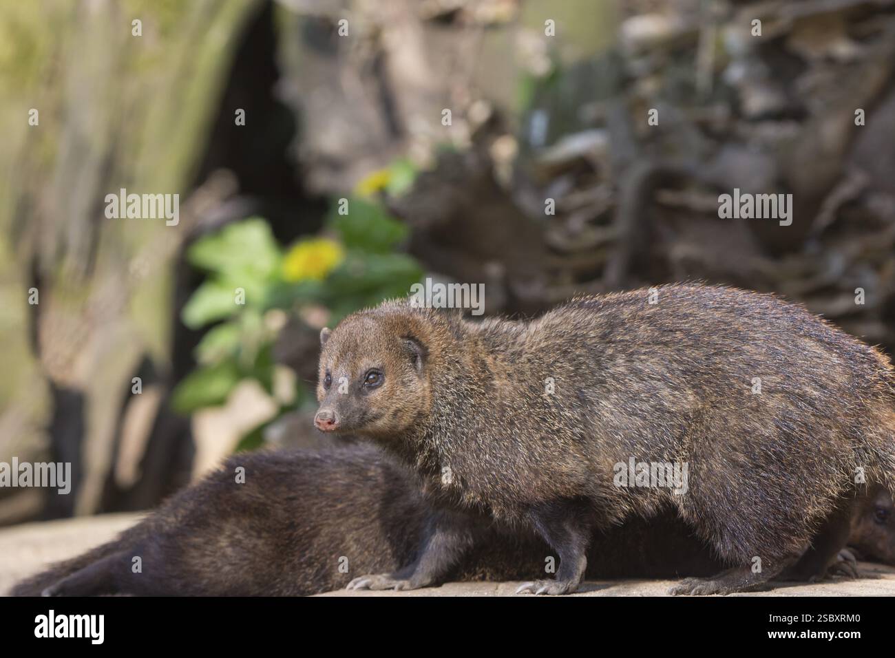 One common kusimanse (Crossarchus obscurus), also known as the long ...