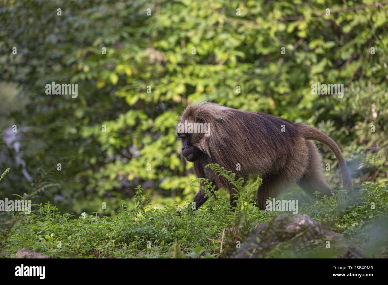 One adult male Gelada (Theropithecus gelada), or bleeding-heart monkey ...