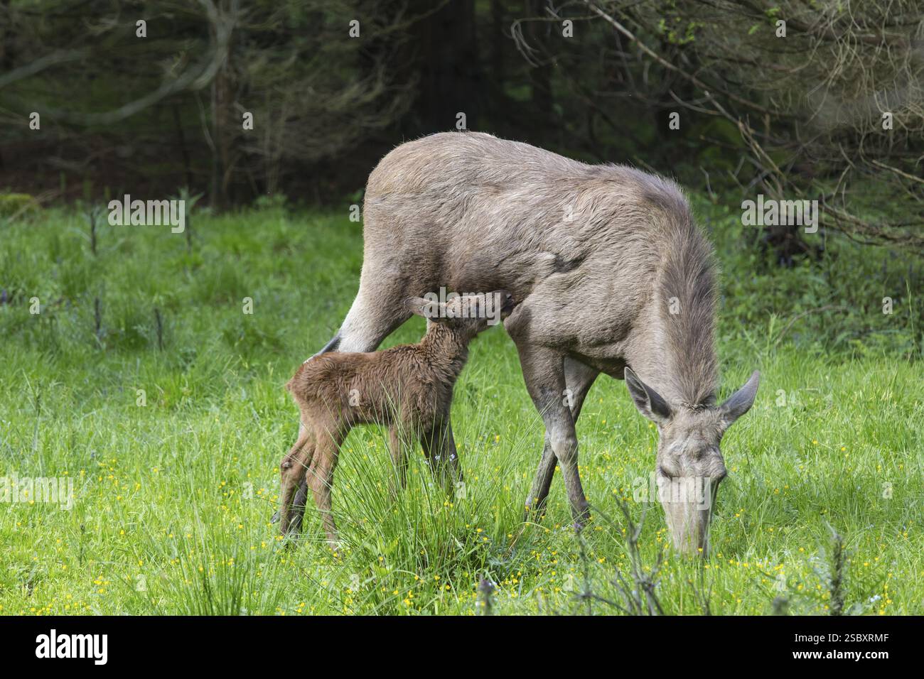 Moose (Alces alces) cow and her 10 days old calf with trees and green ...