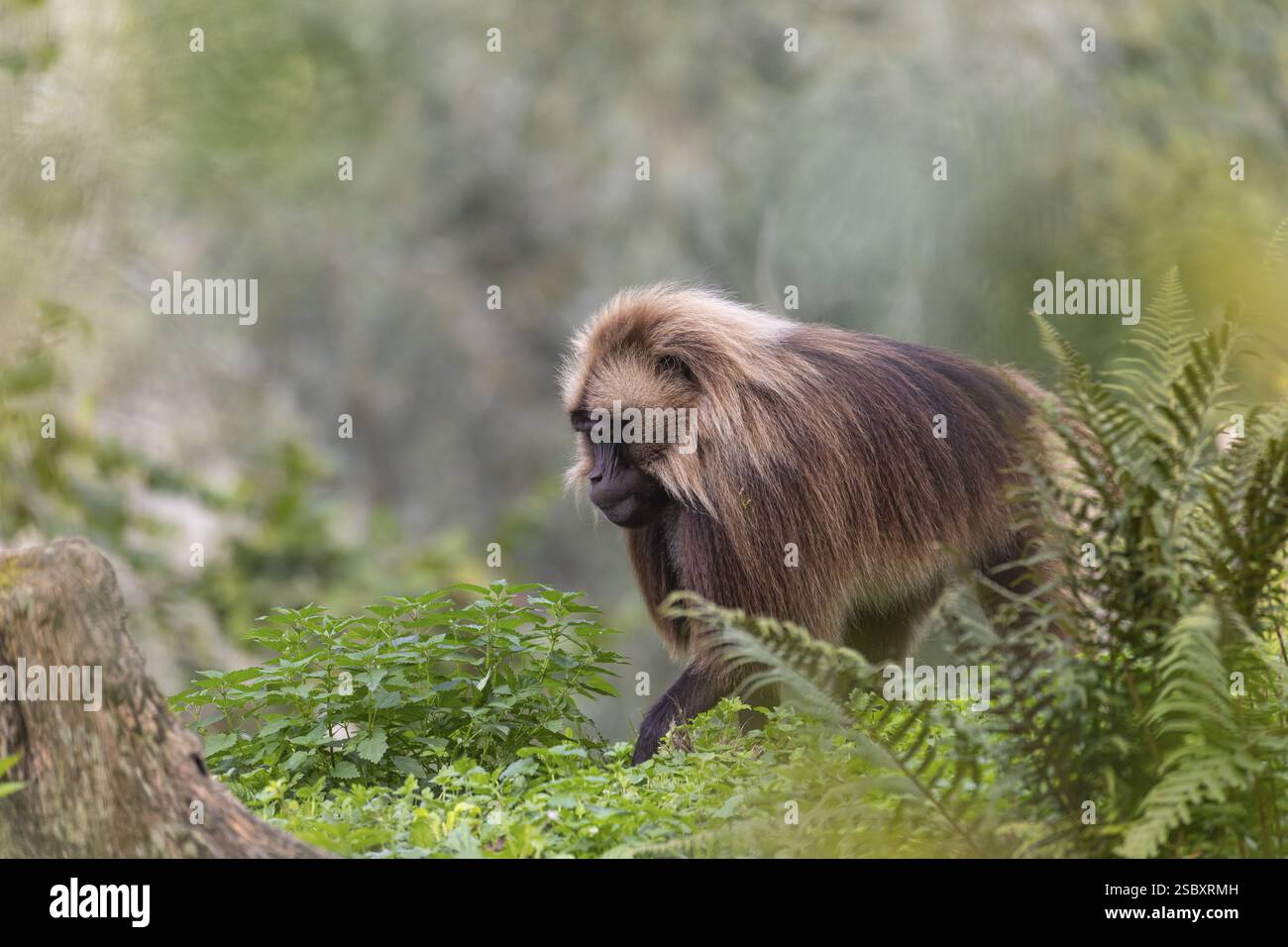 One adult male Gelada (Theropithecus gelada), or bleeding-heart monkey ...
