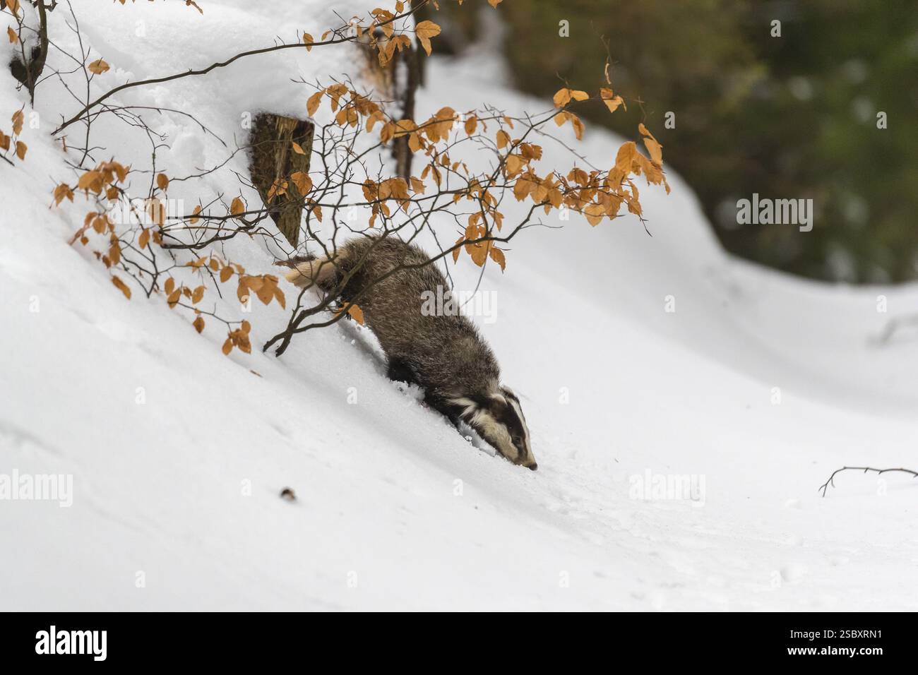 One young European badger (Meles meles) walking through a ravine in ...