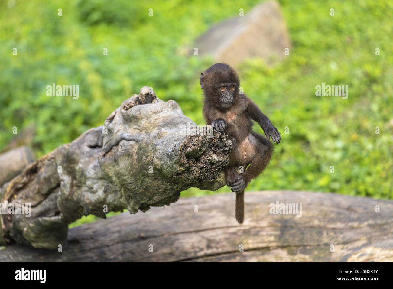 One baby Gelada (Theropithecus gelada), or bleeding-heart monkey ...