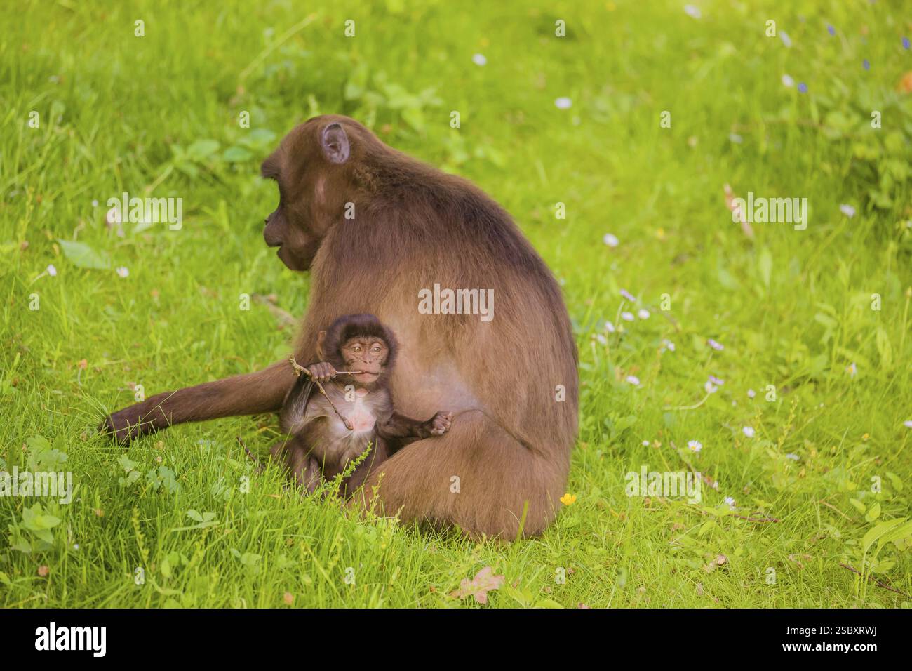 A female Gelada (Theropithecus gelada), or bleeding-heart monkey with ...