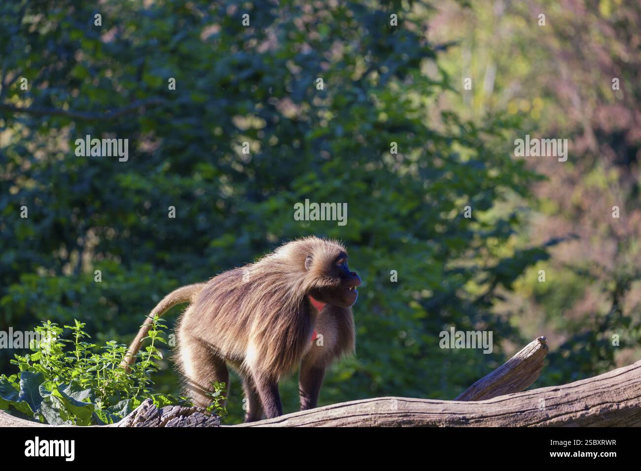 One male Gelada (Theropithecus gelada), or bleeding-heart monkey ...