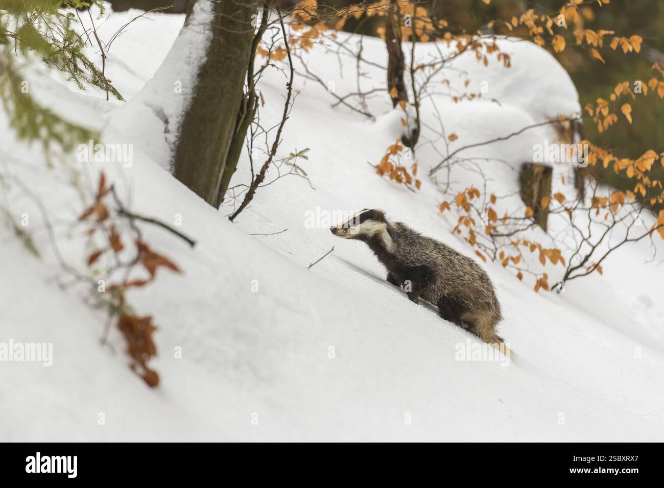 One young European badger (Meles meles) walking through a ravine in ...