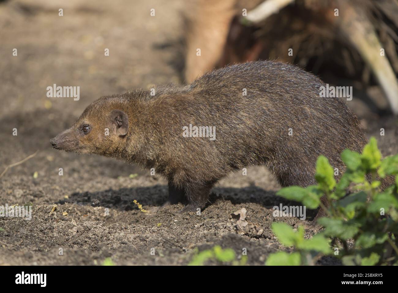 One common kusimanse (Crossarchus obscurus), also known as the long ...