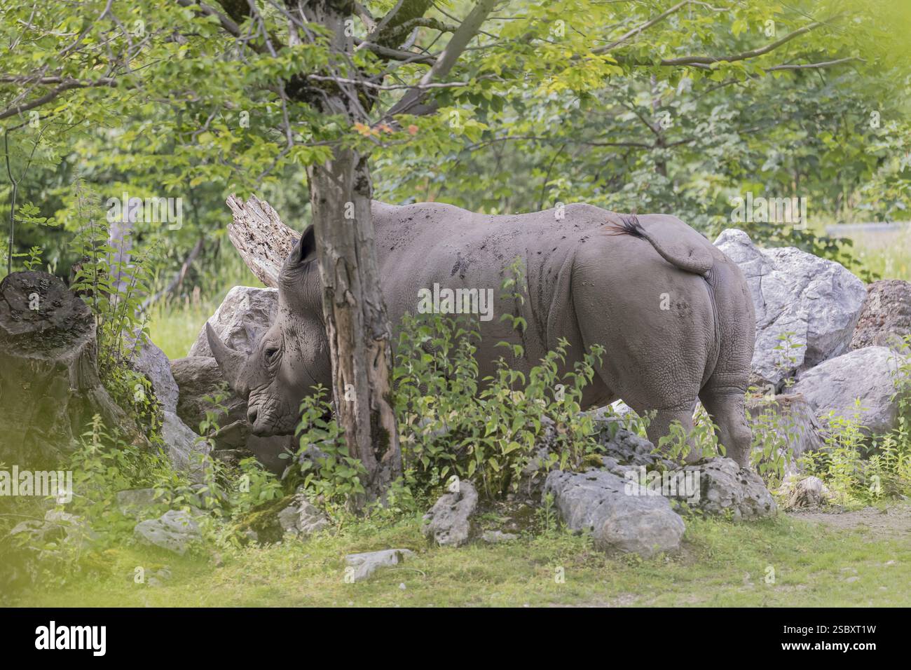 One white rhinoceros or square-lipped rhinoceros (Ceratotherium simum ...