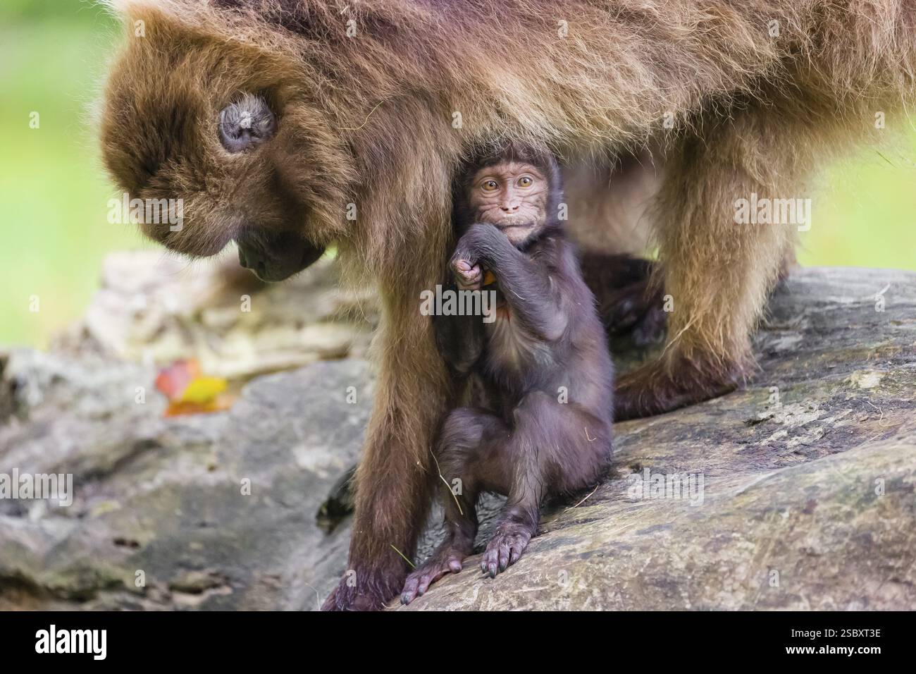 A baby Gelada (Theropithecus gelada), or bleeding-heart monkey, stays ...