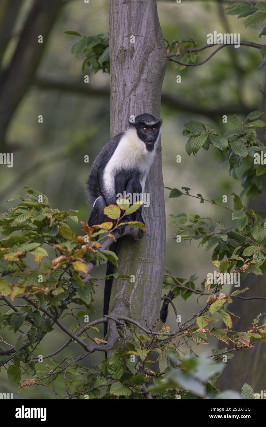 One adult Diana monkey (Cercopithecus diana) sitting on a branch of a ...