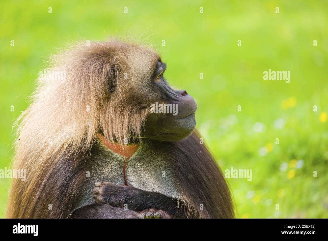 Portrait of an adult male Gelada (Theropithecus gelada), or bleeding ...