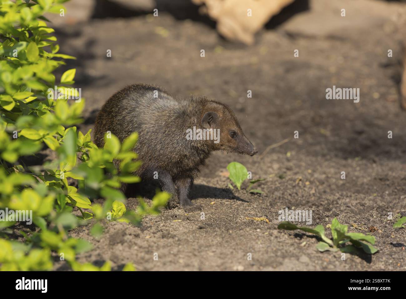 One common kusimanse (Crossarchus obscurus), also known as the long ...