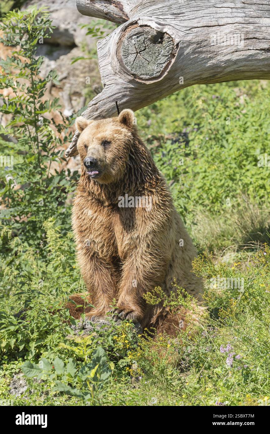 One eurasian brown bear (Ursus arctos arctos) sitting upright ...