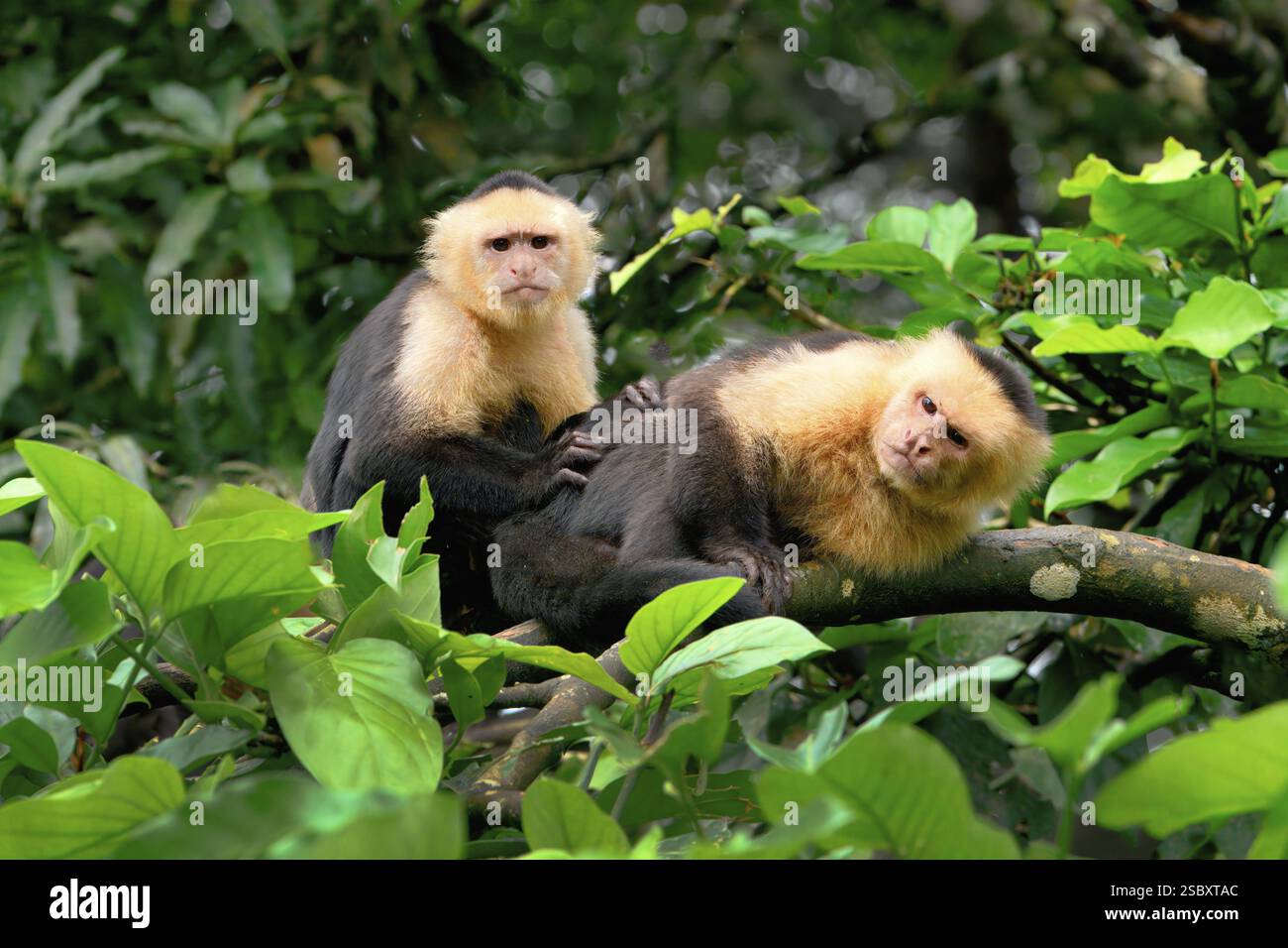 Panamanian white-faced capuchin (Cebus imitator) family in a tree ...