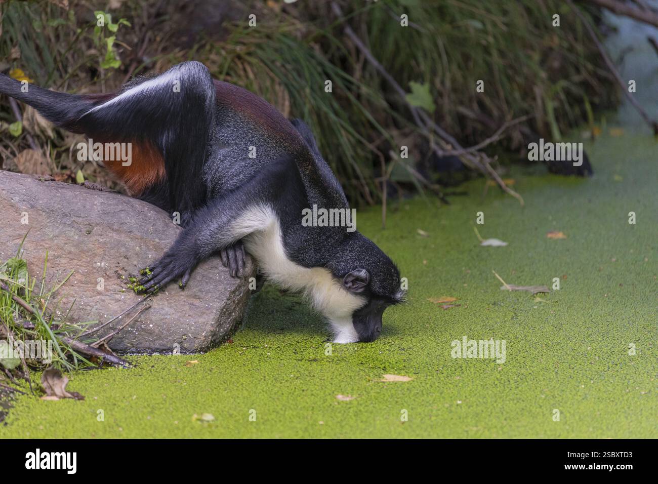 One adult Diana monkey (Cercopithecus diana) drinking from a duckweed ...