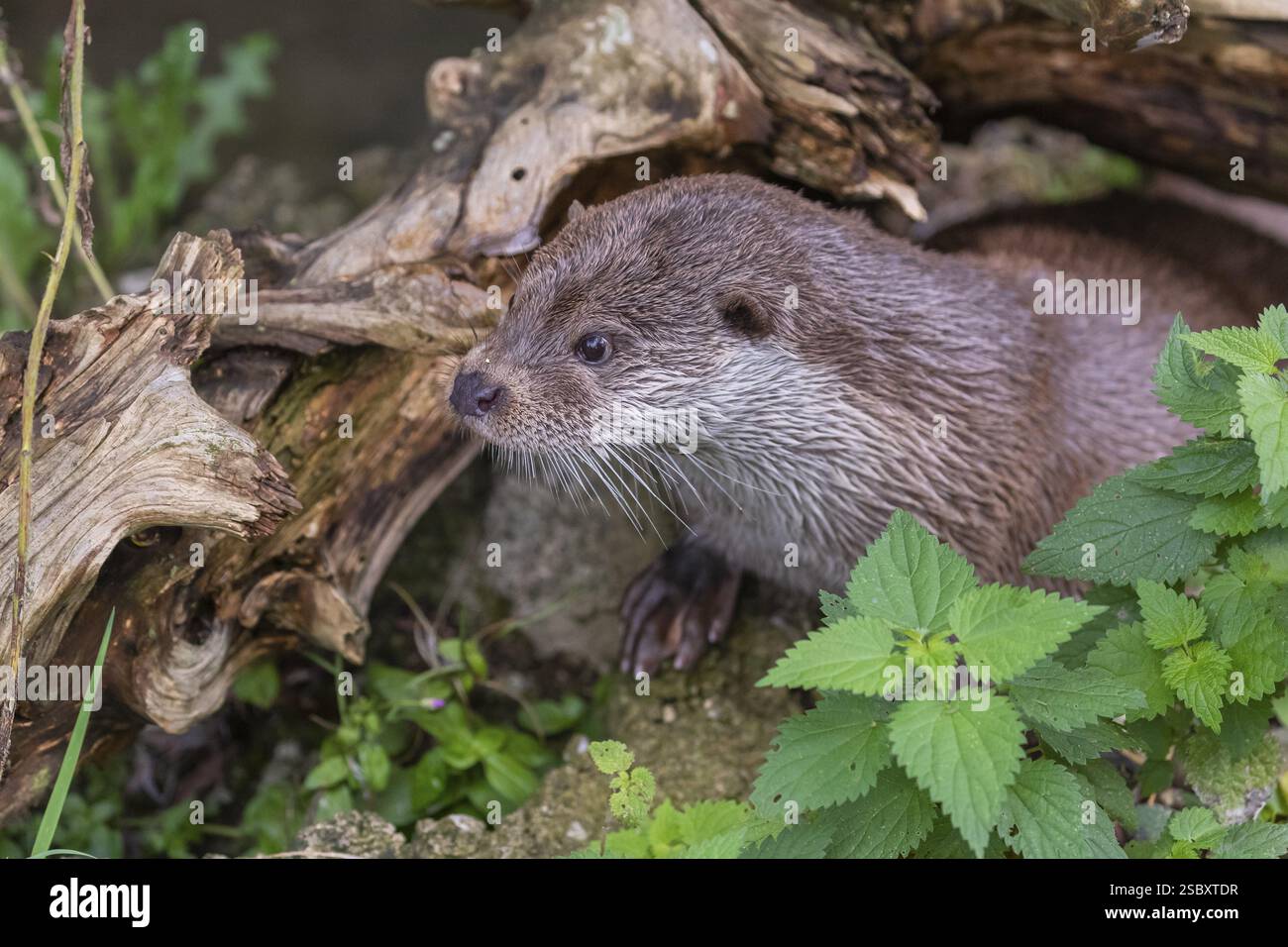 One Eurasian otter (Lutra lutra) resting on the pebbles of a river bank underneath a root of a ...