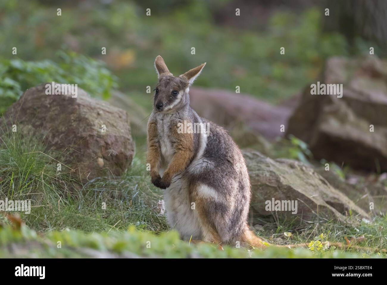 One yellow-footed rock-wallaby (Petrogale xanthopus), or ring-tailed ...