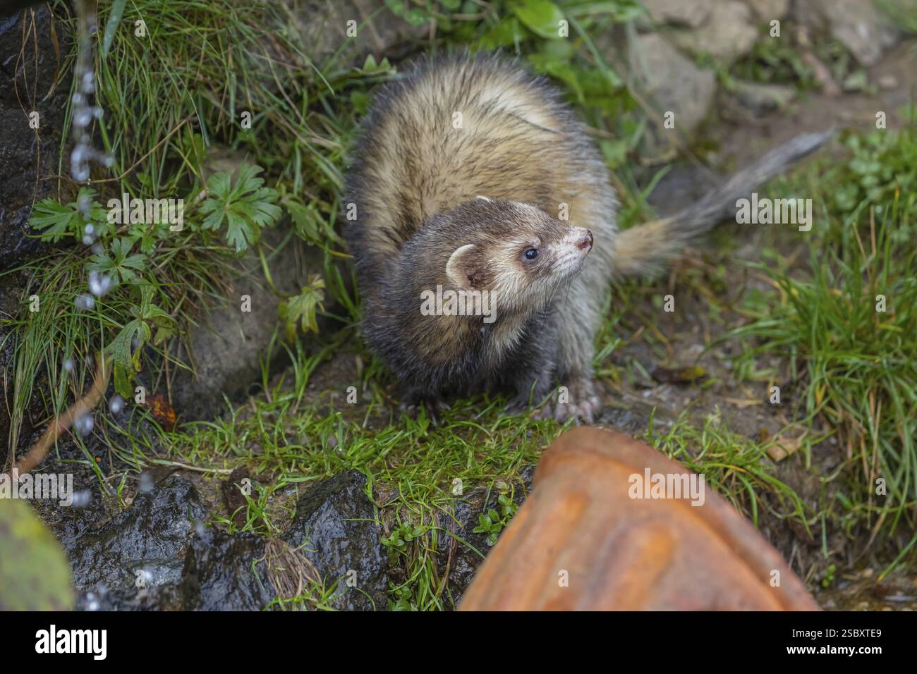 One male ferret (Mustela putorius furo) drinking from a little pond in ...