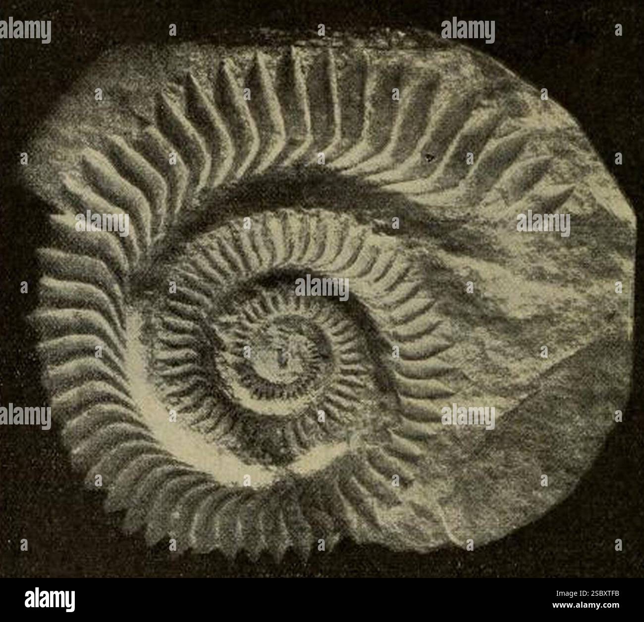 Helicoprion tooth whorl, from Abel, O. (1912). Grundzüge der ...