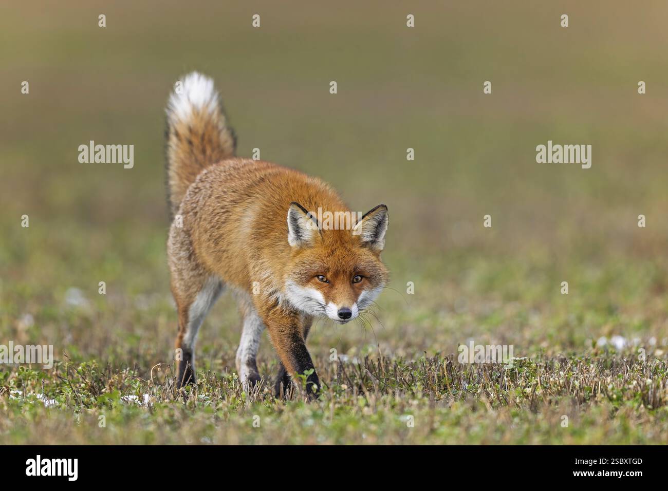 Red fox (Vulpes vulpes), hunting, winter fur, lurking, sniffing ...