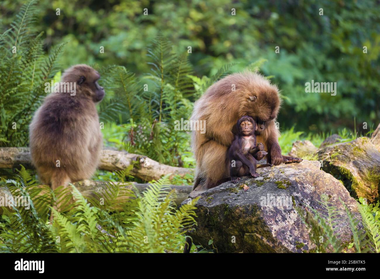 One female Gelada (Theropithecus gelada), or bleeding-heart monkey sits ...