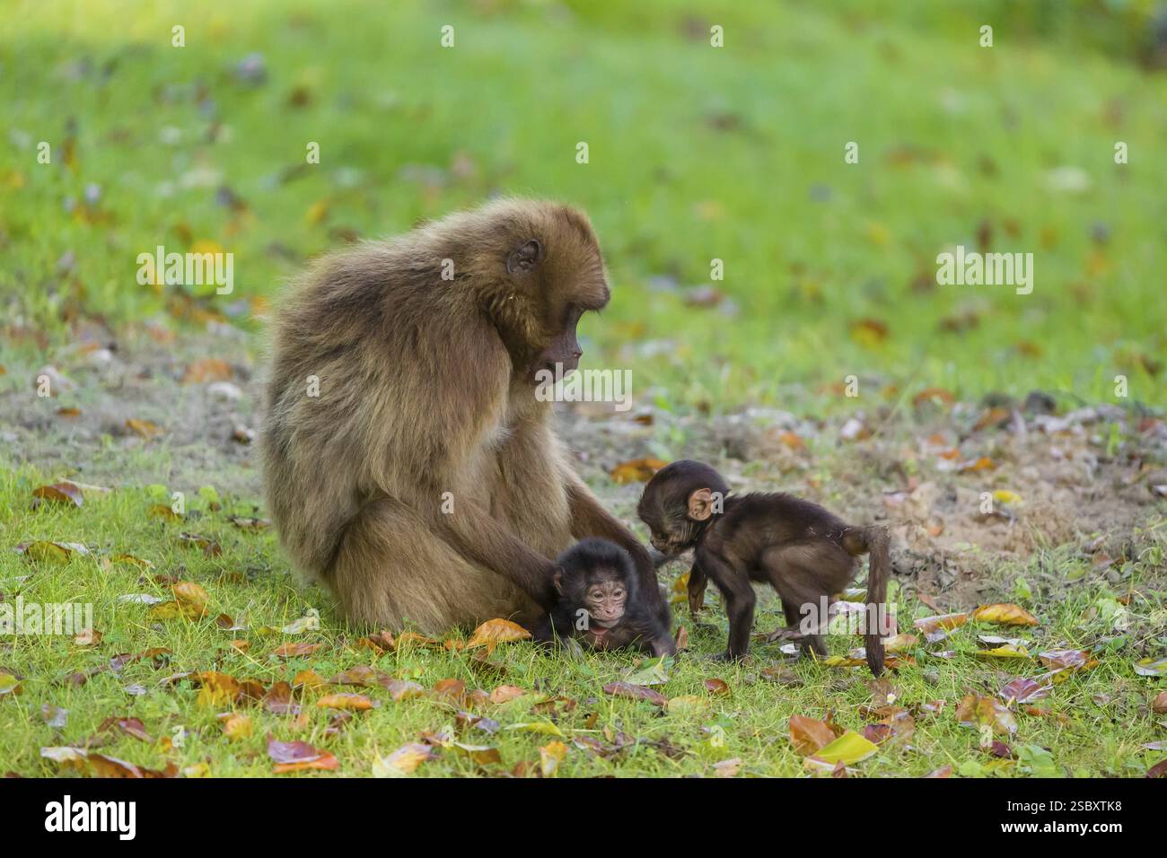 One female Gelada (Theropithecus gelada), or bleeding-heart monkey ...