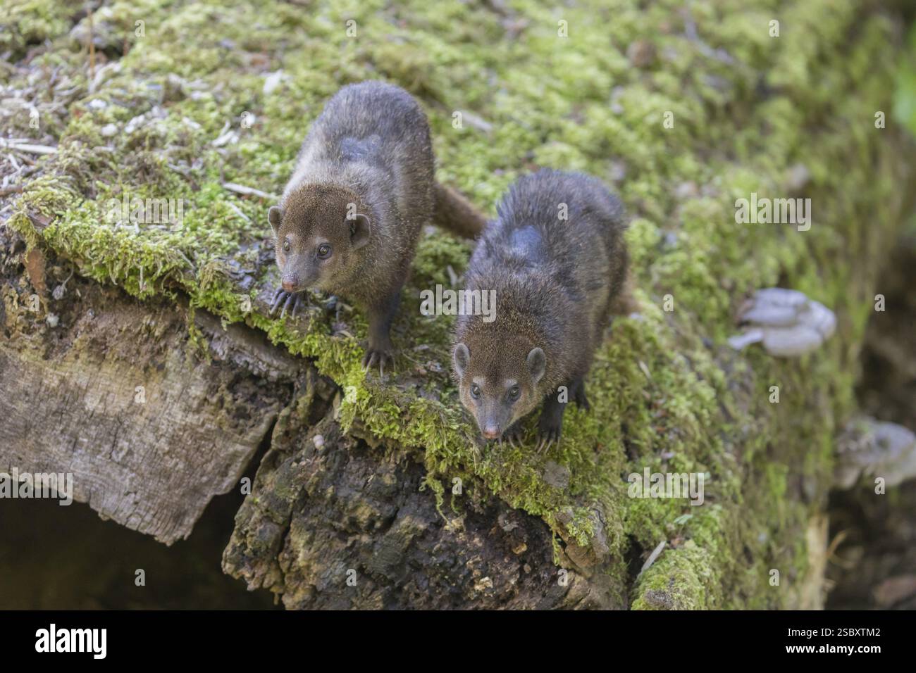 Two Common cusimanse, Crossarchus obscurus, standing side by side on a ...