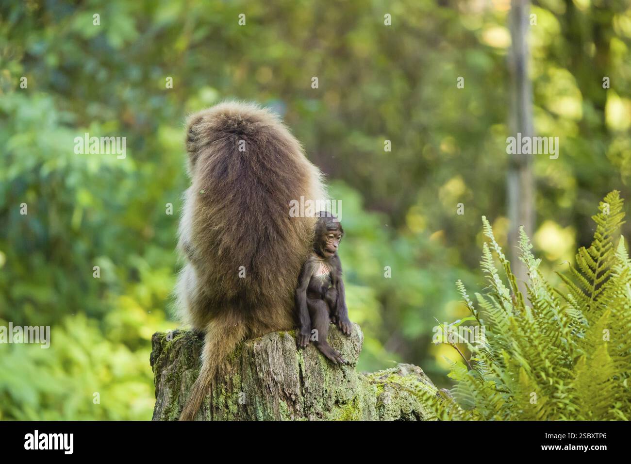 One female Gelada (Theropithecus gelada), or bleeding-heart monkey and ...