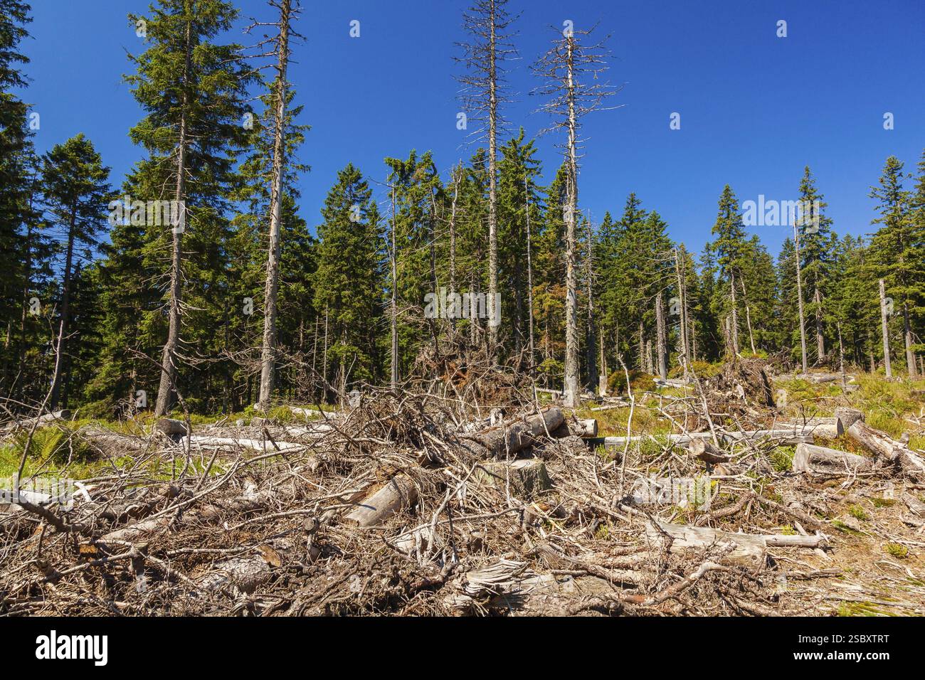 Bavarian Forest, Falkenstein area, windthrow at Hochwiesriegel. Bark ...