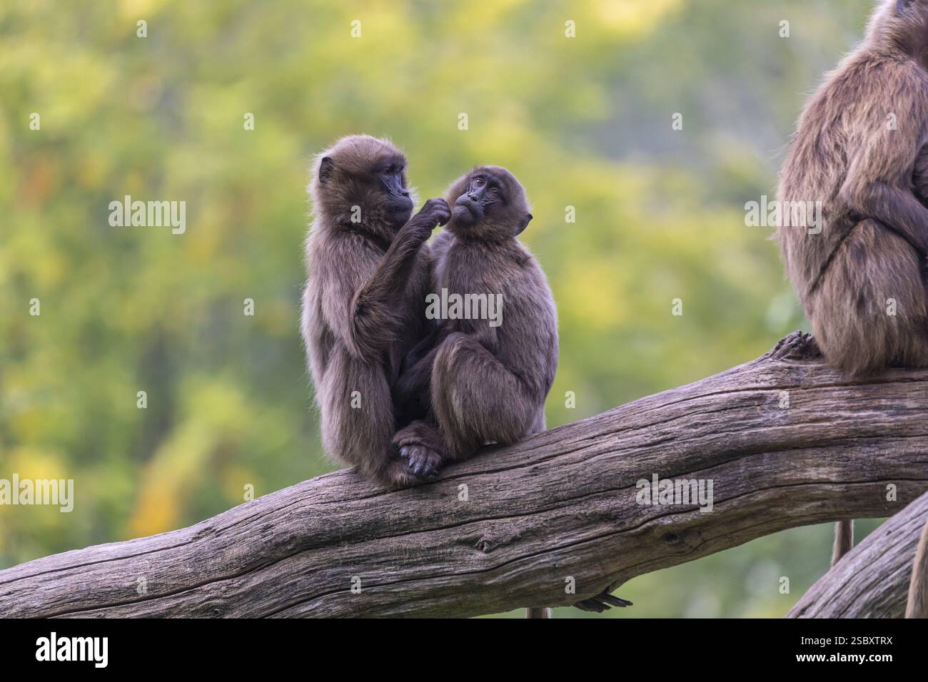Two young Gelada (Theropithecus gelada), or bleeding-heart monkey ...