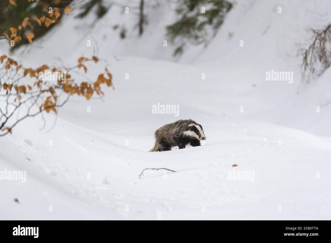 One young European badger (Meles meles) walking through a ravine in ...