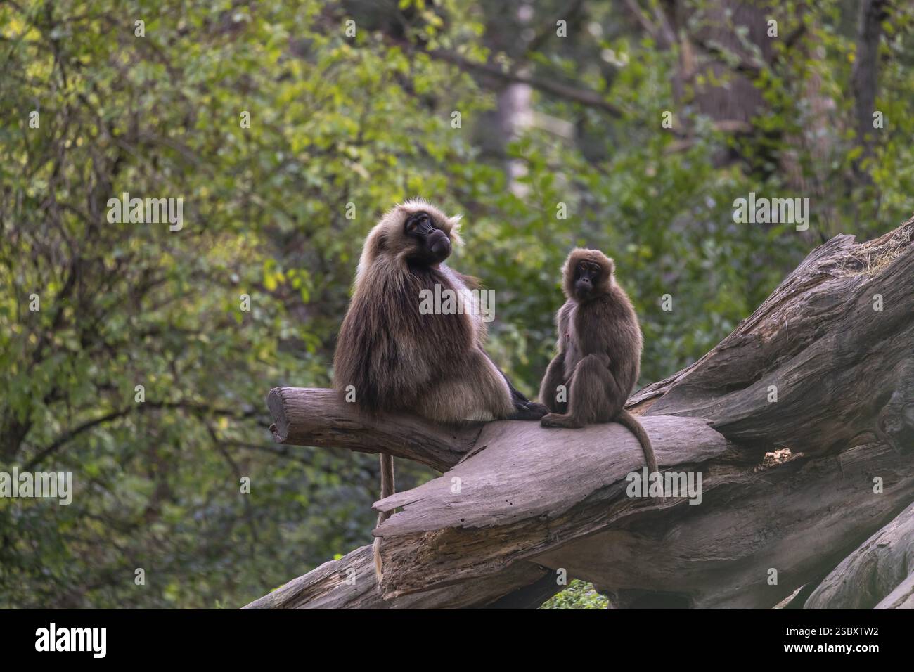 One adult male and one adult female Gelada (Theropithecus gelada), or ...
