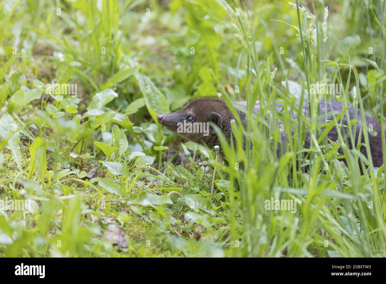 One Common cusimanse, Crossarchus obscurus, walking thru lush tall ...