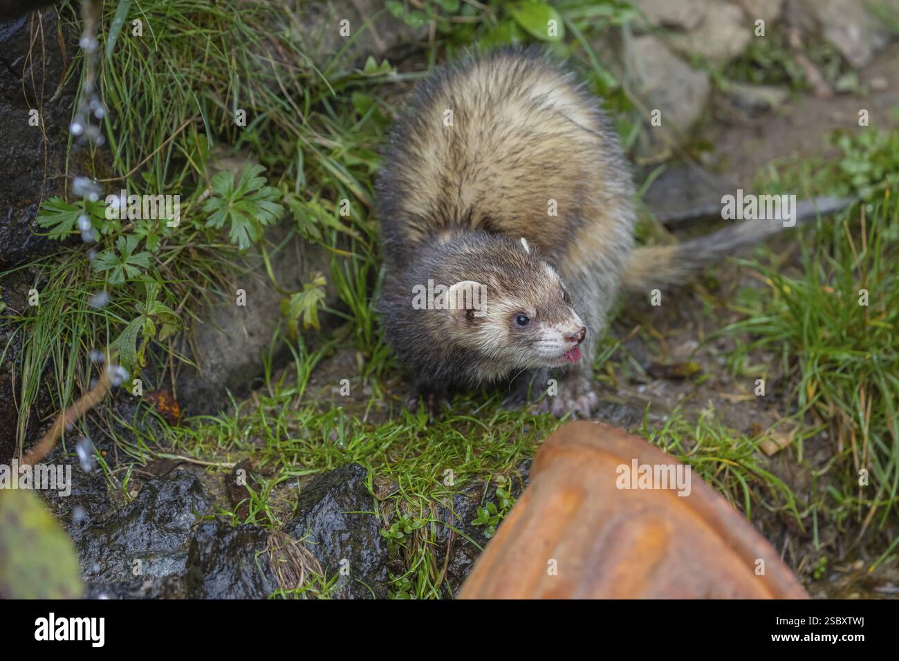 One male ferret (Mustela putorius furo) drinking from a little pond in ...