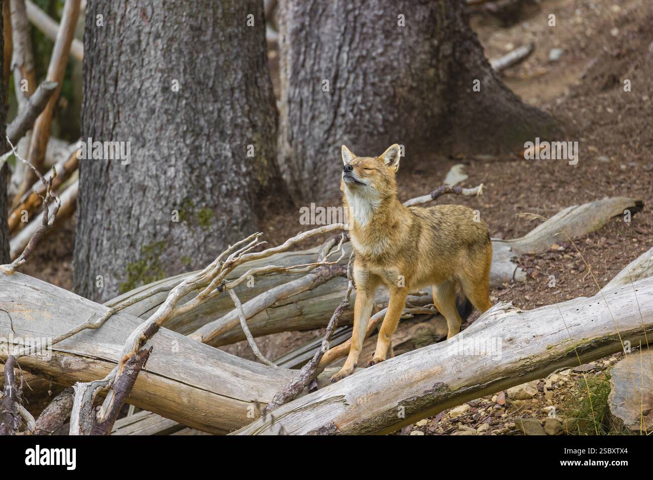 One golden jackal (Canis aureus)stands on the forest floor between ...