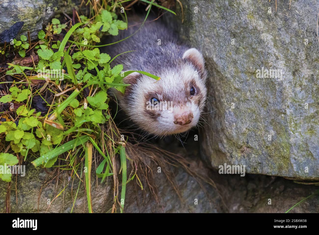 One male ferret (Mustela putorius furo) looks out from a crevice Stock ...