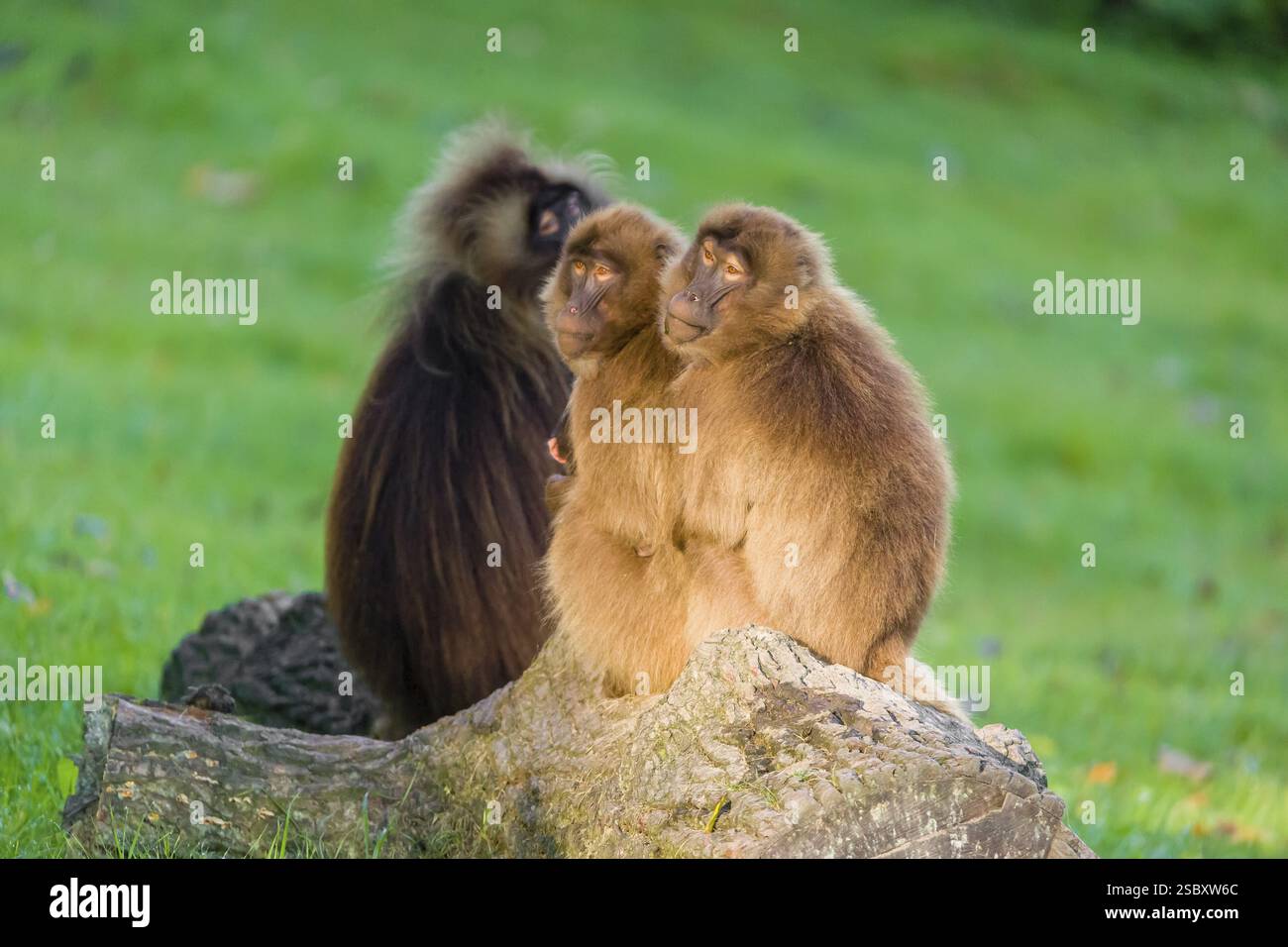 One adult male and two adult female Gelada (Theropithecus gelada), or ...
