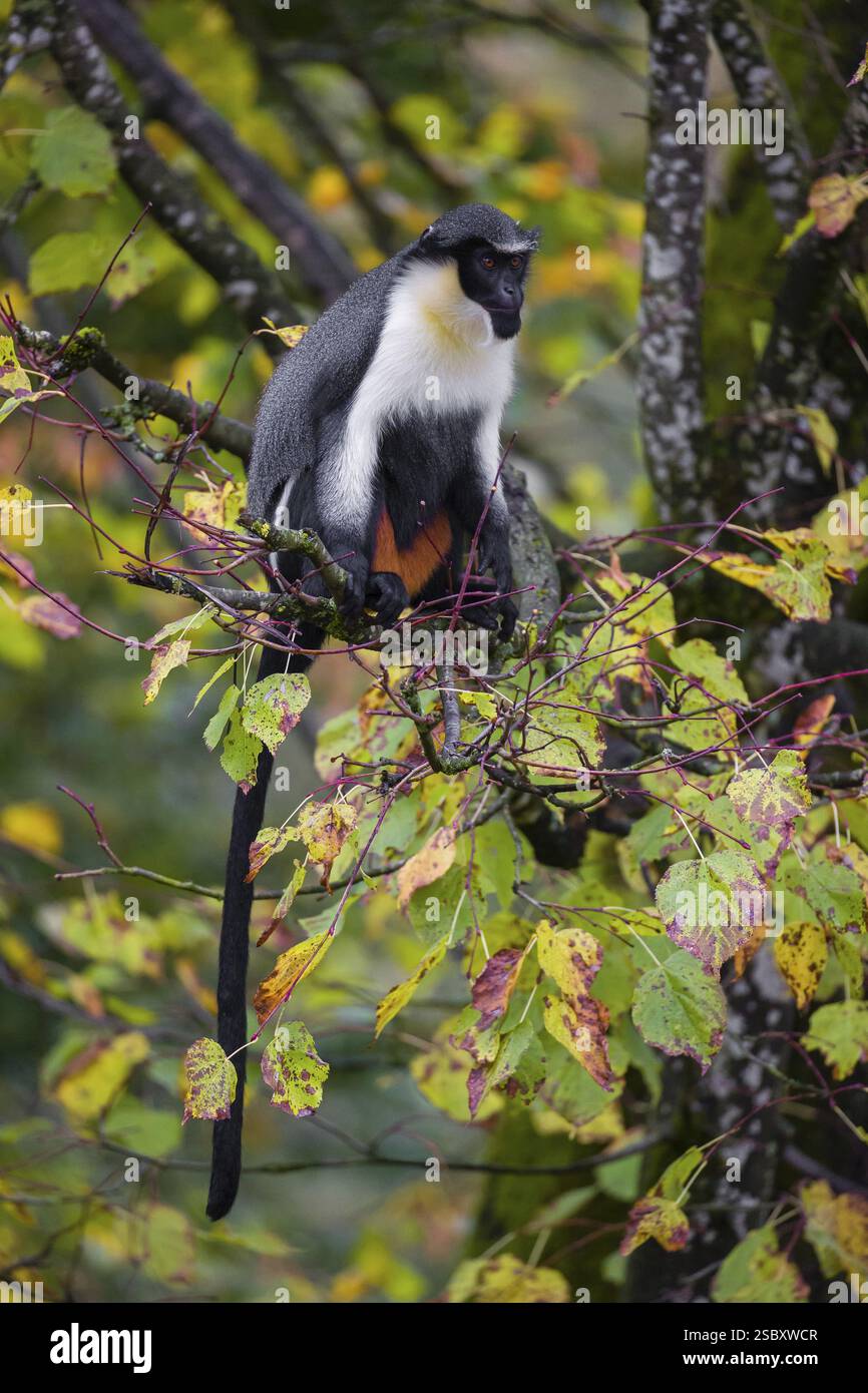One adult Diana monkey (Cercopithecus diana) sits on a branch of a tree ...