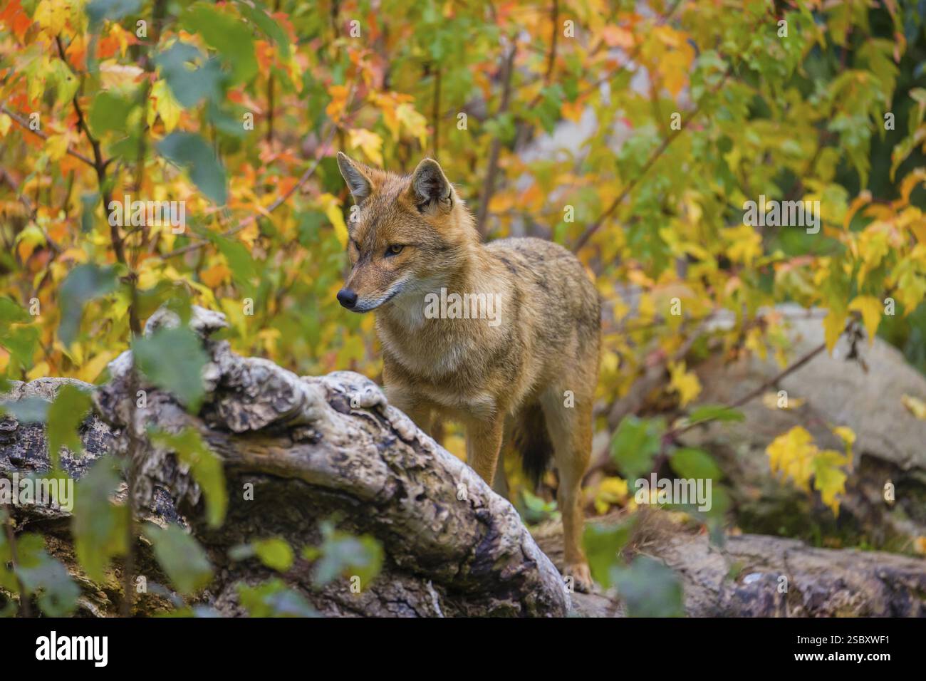 One golden jackal (Canis aureus) stands on a fallen tree trunk. Behind ...