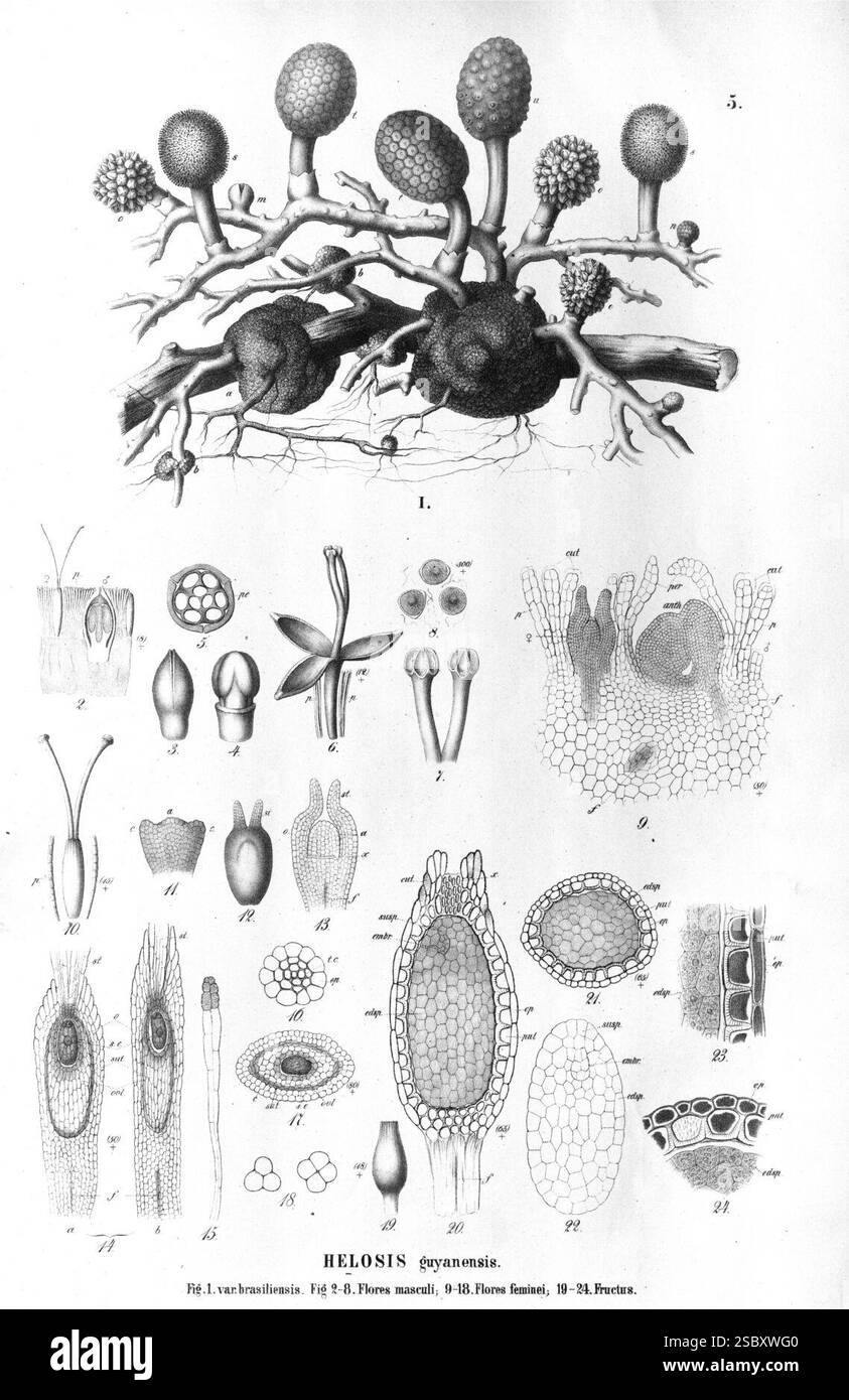Helosis cayennensis as Helosis guyannensis in Flora Brasiliensis tab. 5 ...