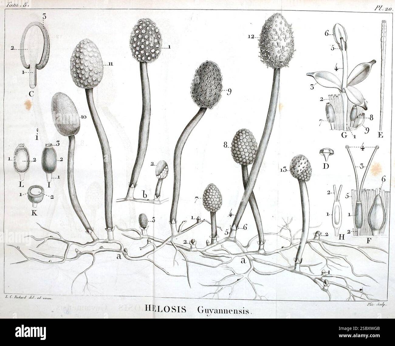 Helosis cayennensis as Helosis guyannensis in Richard 1822 Stock Photo ...