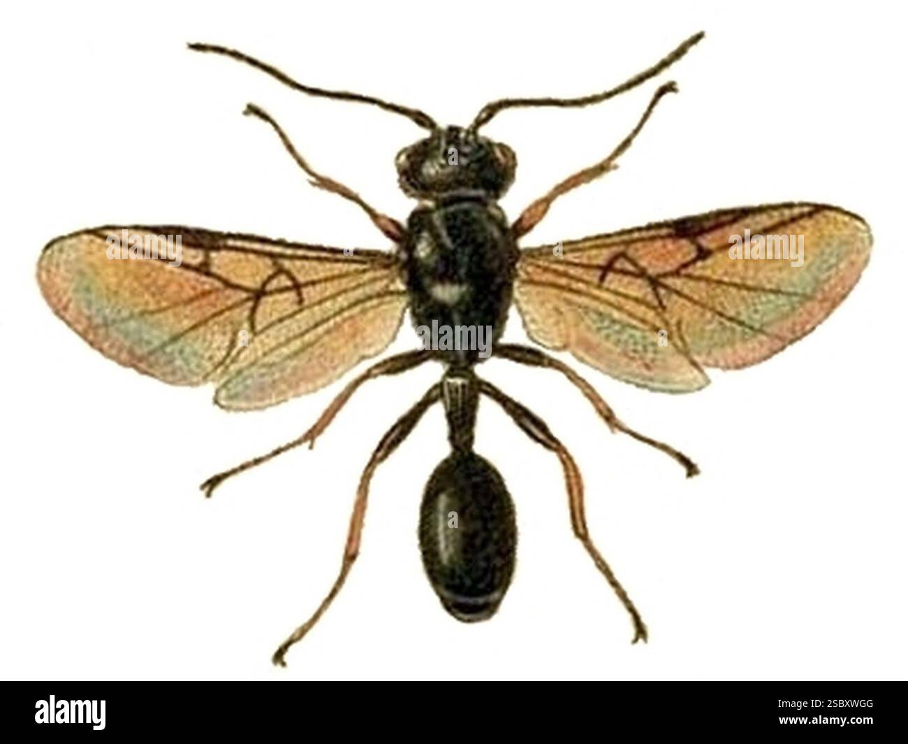 Helorus anomalipes hi-res stock photography and images - Alamy